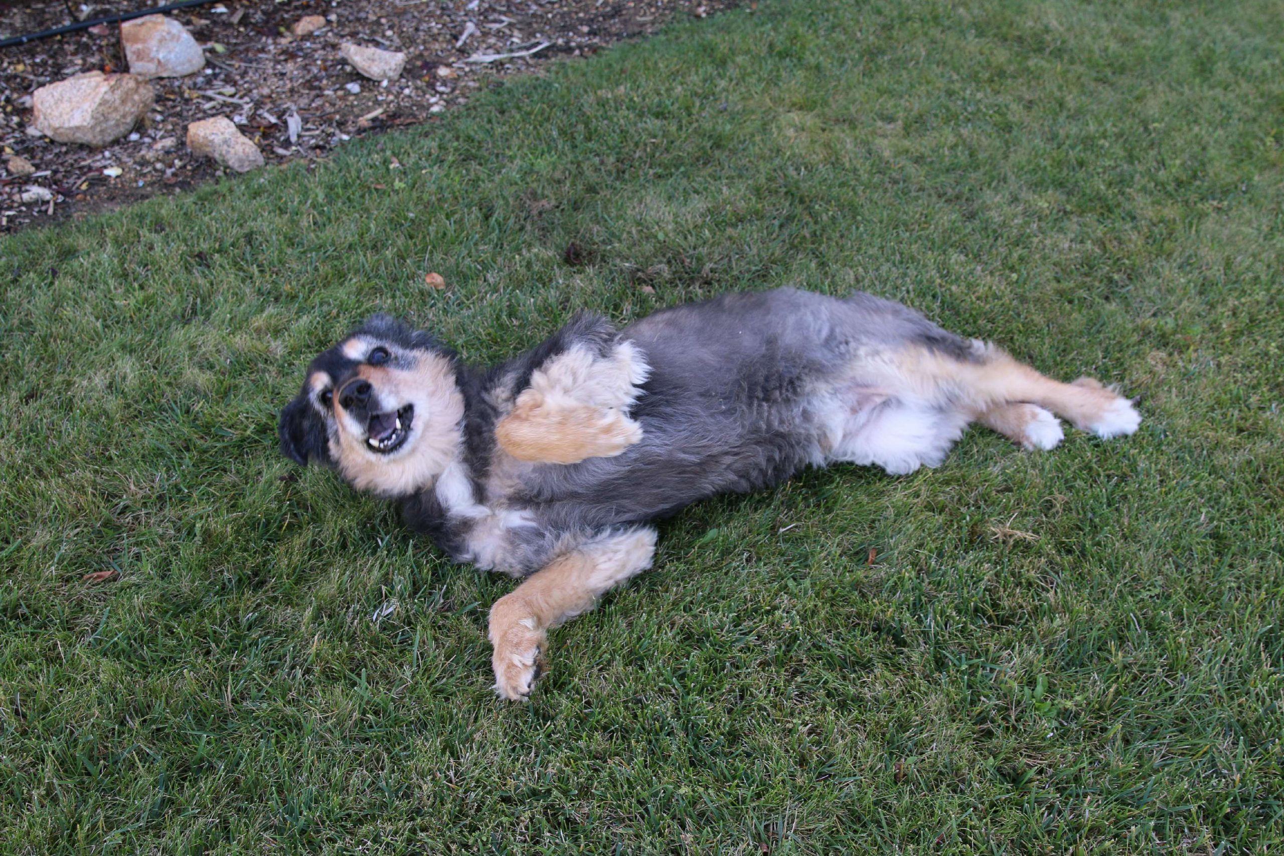 How I Celebrate National Dog Week | It's a Lovely Life!