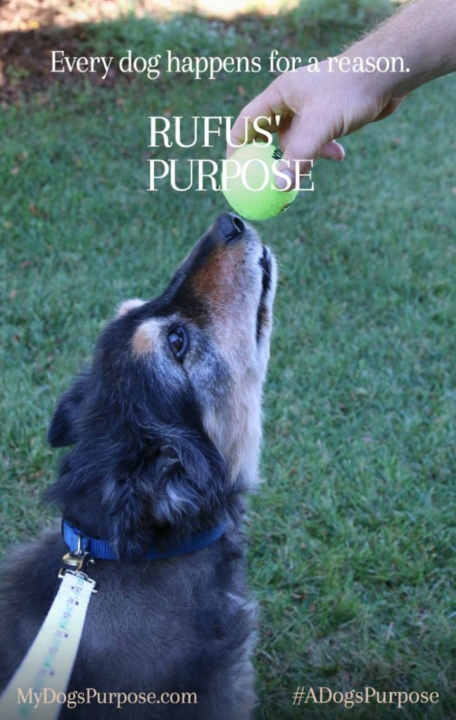 The Release Of A Dog’s Purpose | It's a Lovely Life!